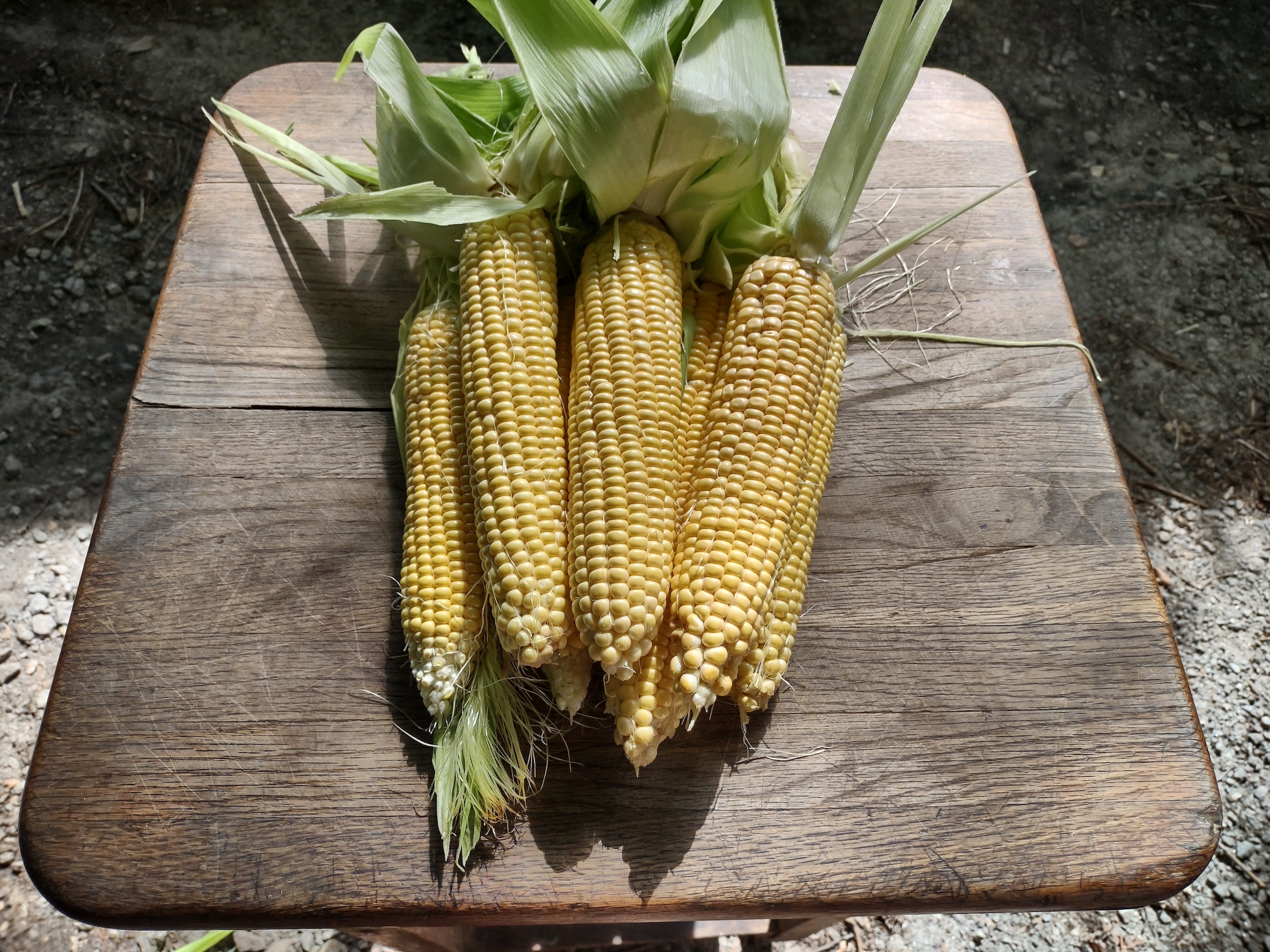 Tramunt Supersweet Corn (Certified Organic) - Common Wealth Seed Growers