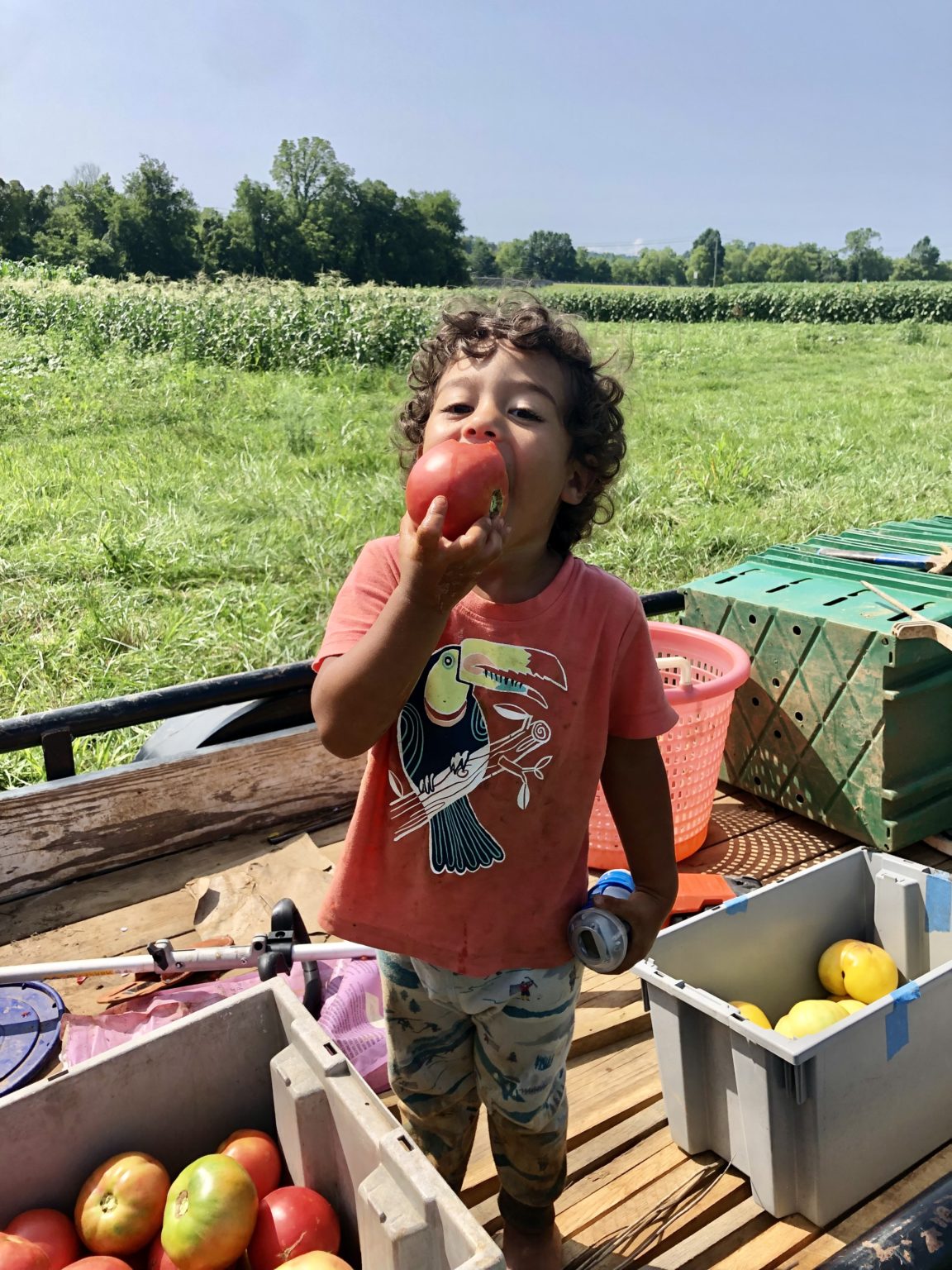 Bradley Tomato (Certified Organic) - Common Wealth Seed Growers