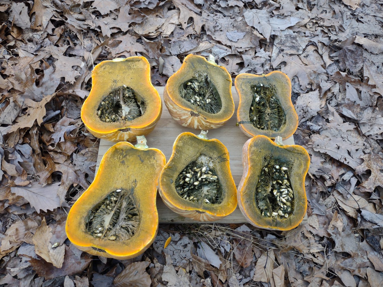 Guatemalan Green Ayote (Certified Organic) - Common Wealth Seed Growers