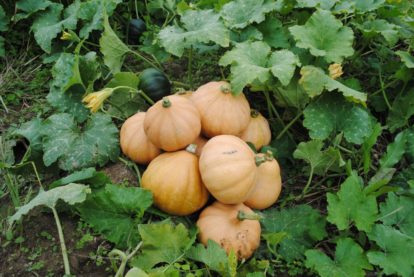 Seminole Pumpkin (Certified Organic) - Common Wealth Seed Growers