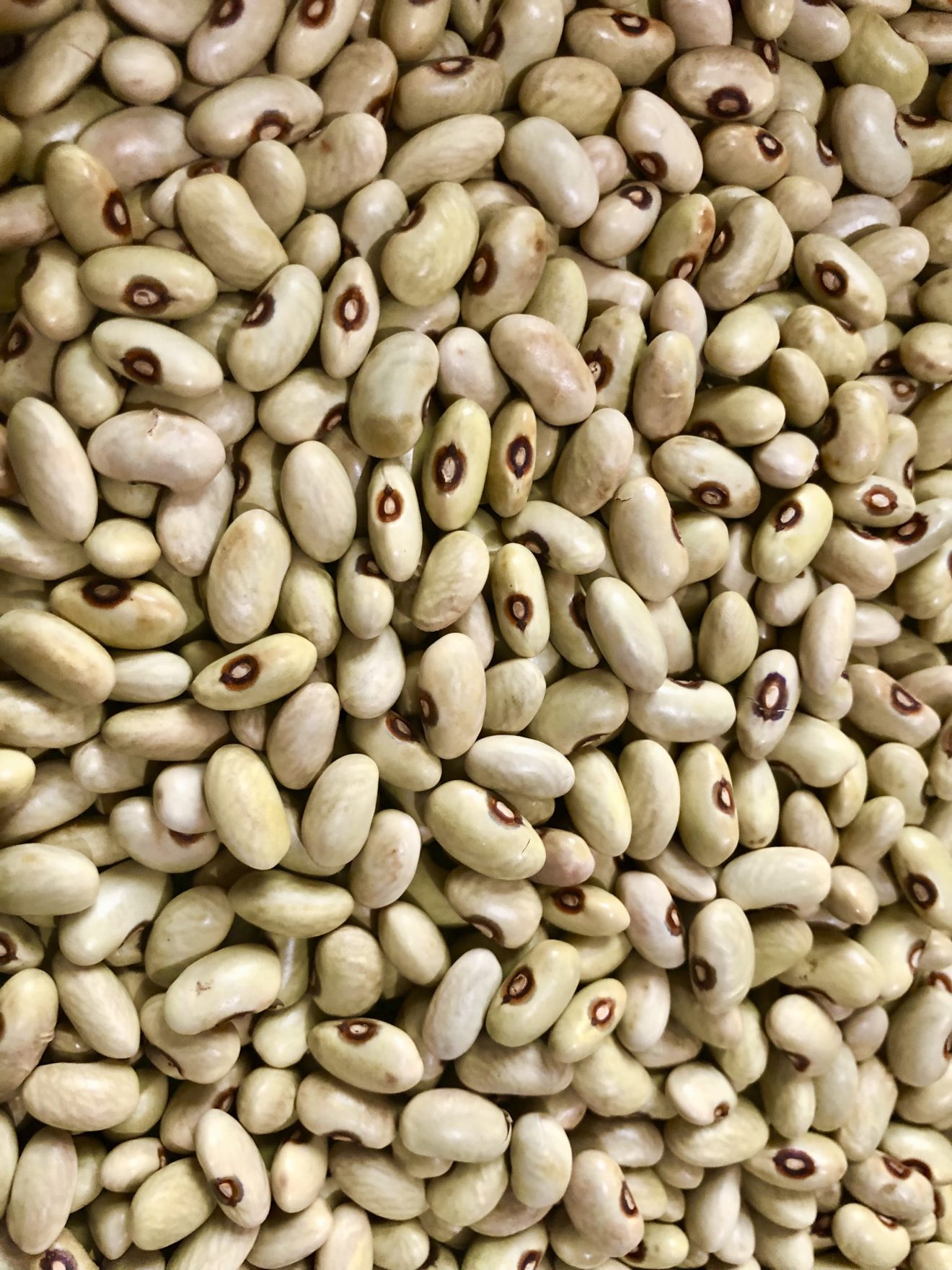 Verdon Dry Bean (Bush Dry Bean) (Certified Organic) - Common Wealth ...