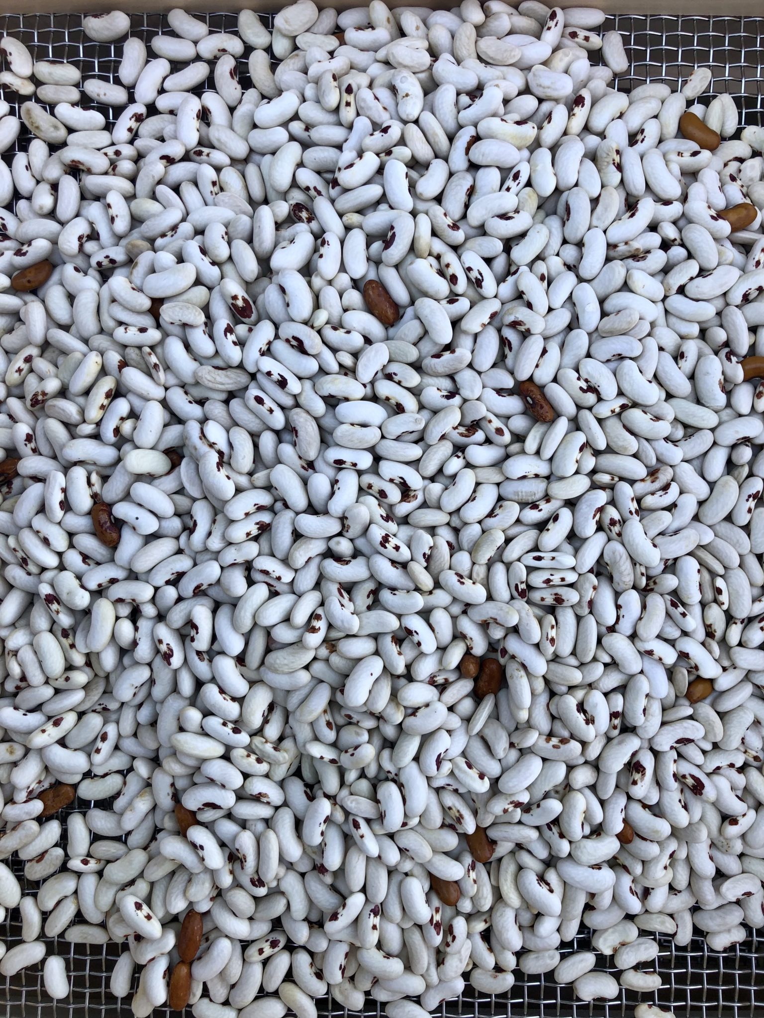 White Candle Gaucho Bean (Bush Dry Bean) (Certified Organic) - Common ...