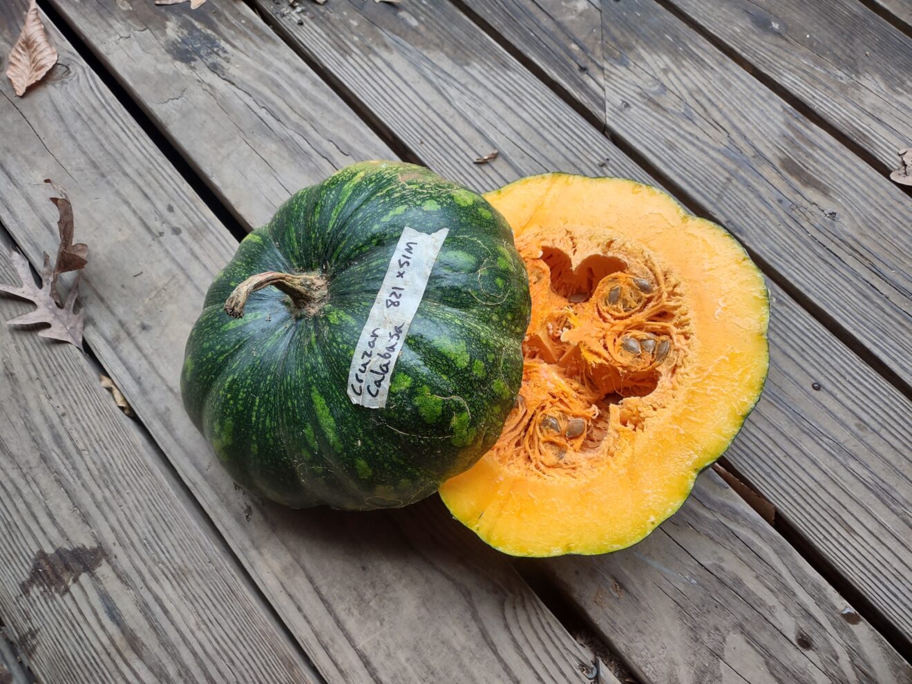 Cruzan Tropical Pumpkin (Certified Organic) - Common Wealth Seed Growers