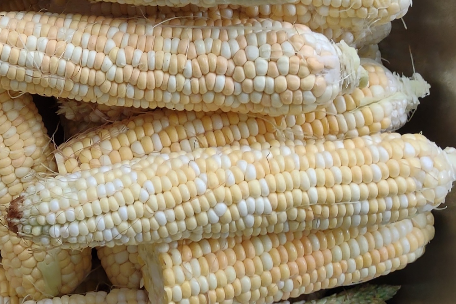Brittle Synthetic 7 (BTSYN 7) Hawaiian Bicolor Supersweet Corn ...