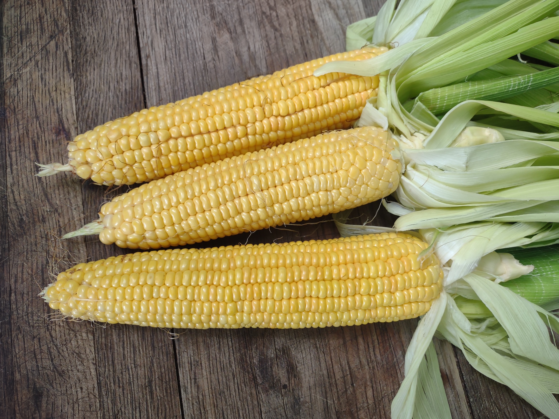 Brittle Synthetic 2 (BTSYN 2) Hawaiian Supersweet Corn (Certified ...