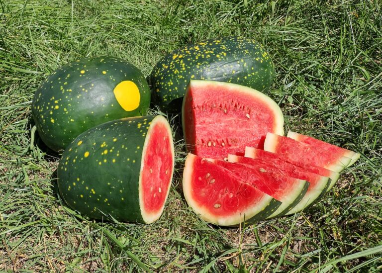Virginia Red Moon and Stars Watermelon (Ecologically Grown) - Common ...